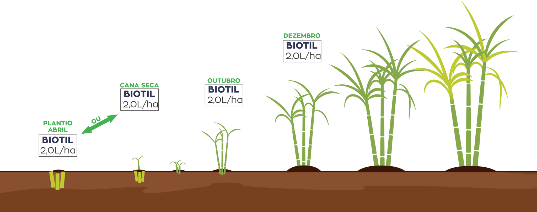 Cana-de-Açúcar - Biotil